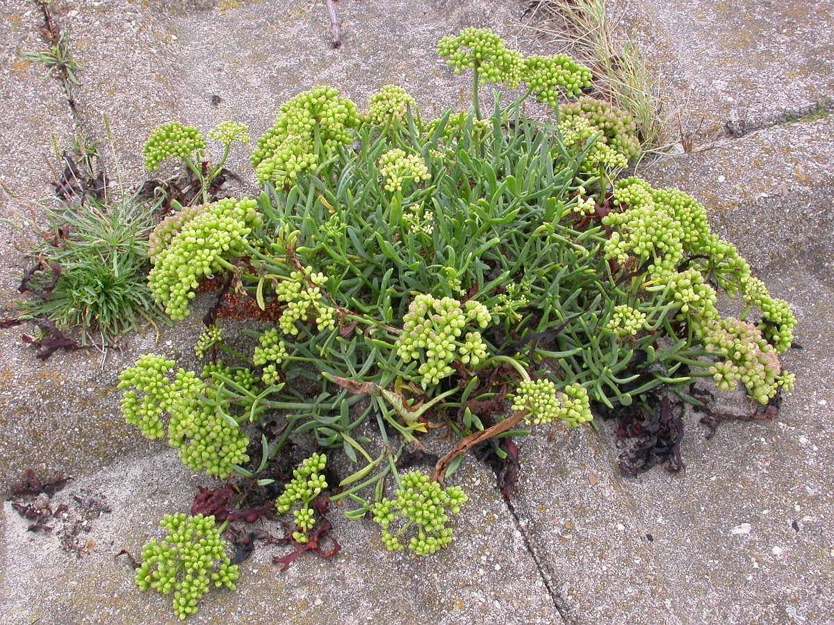 Crithmum maritimum, Rock Samphire
