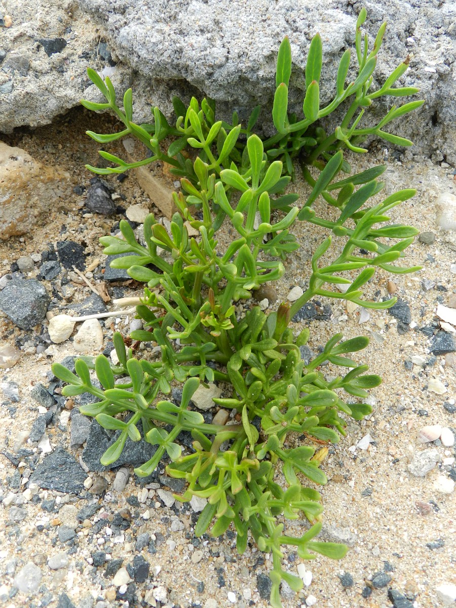 Crithmum maritimum, Rock Samphire
