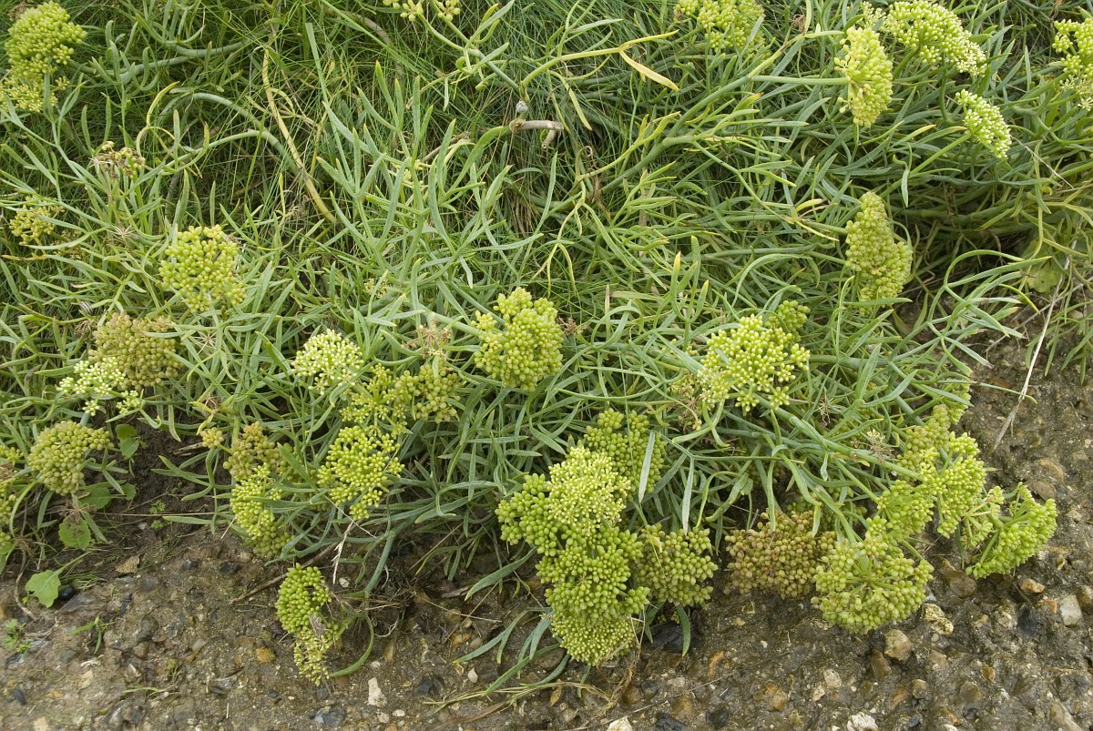 Crithmum maritimum, Rock Samphire