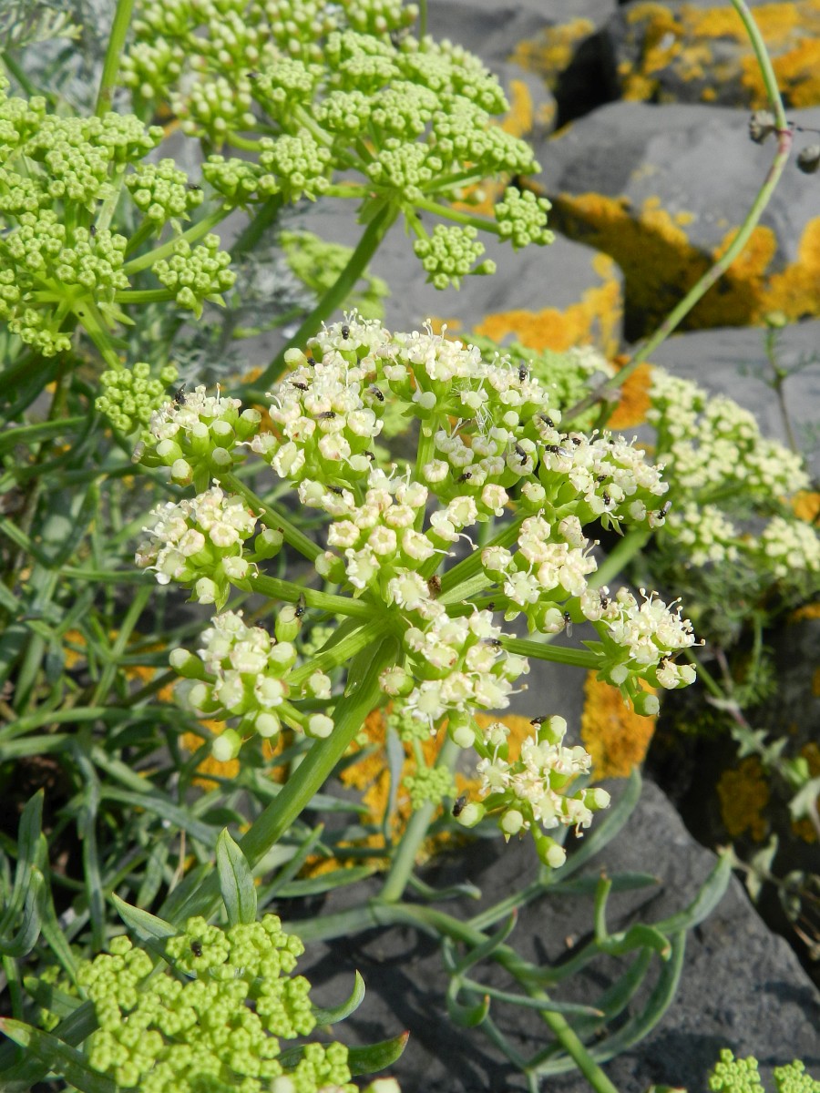 Crithmum maritimum, Rock Samphire