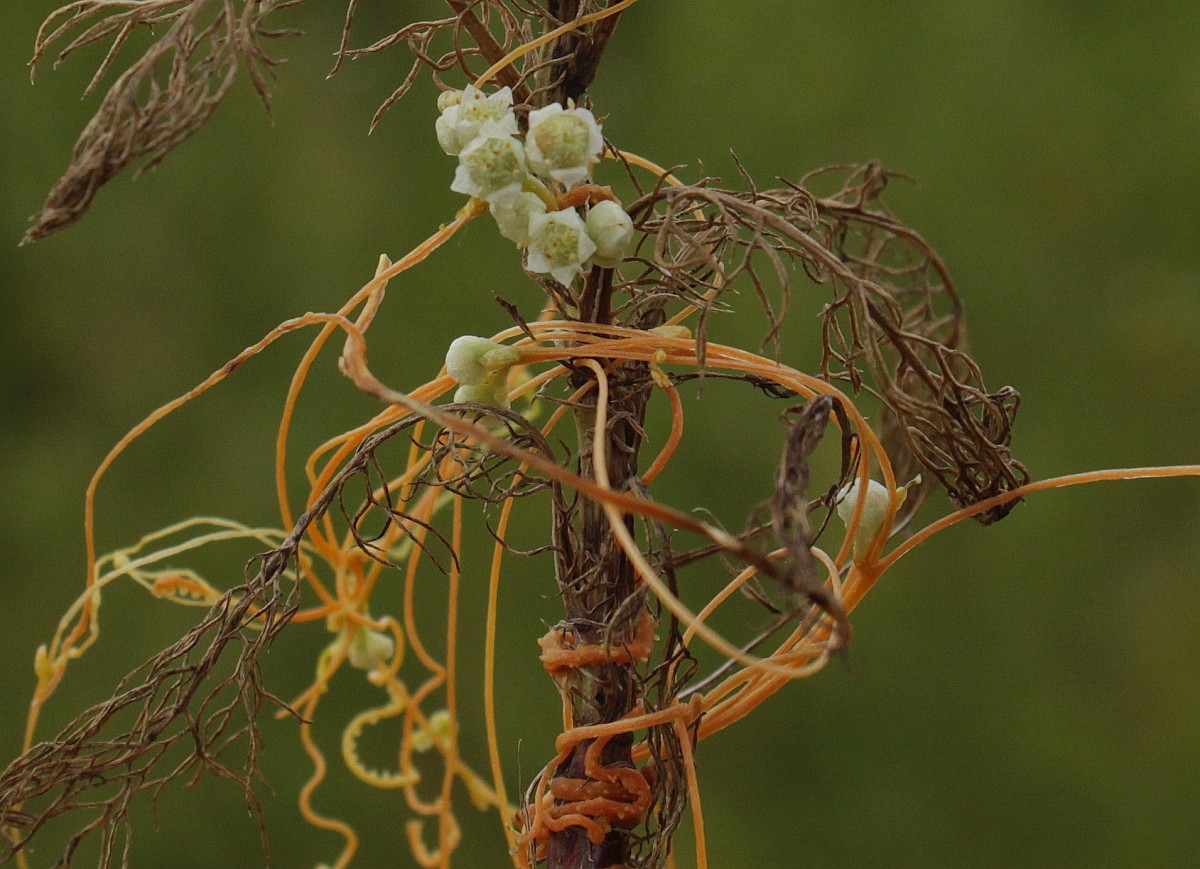 Cuscuta campestris, Field Dodder