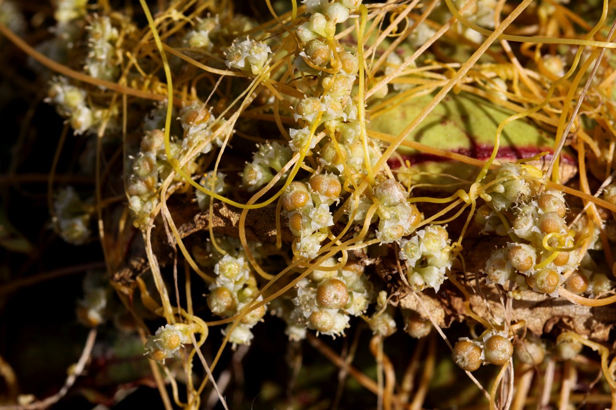Cuscuta campestris, Field Dodder