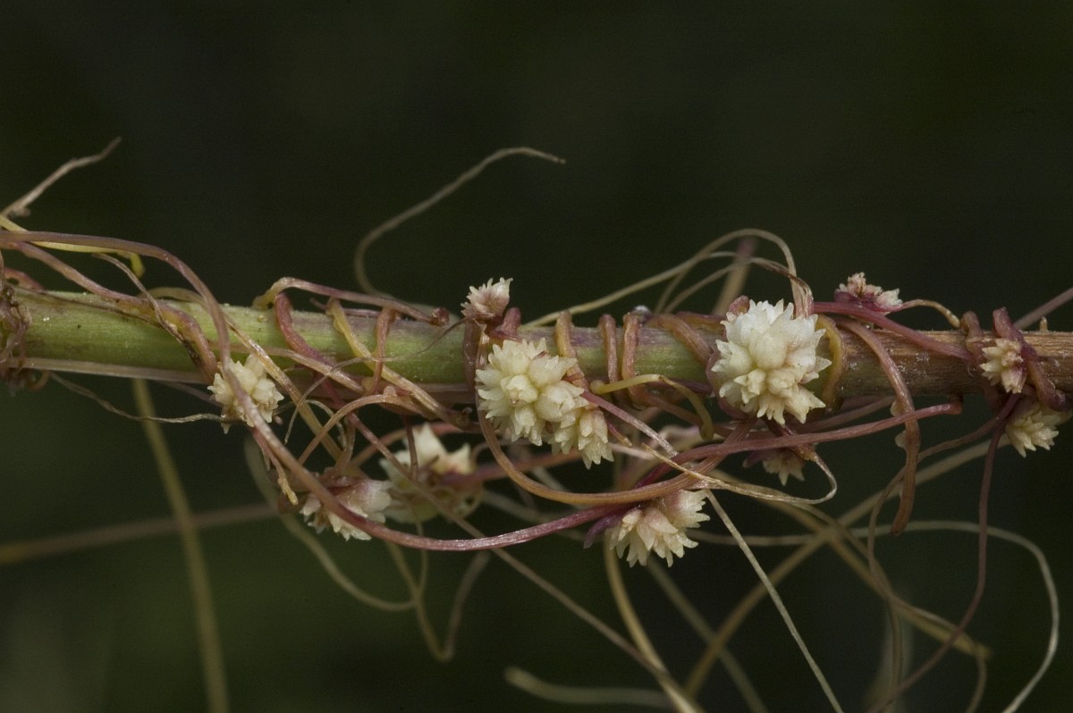 Cuscuta epithymum, Dodder