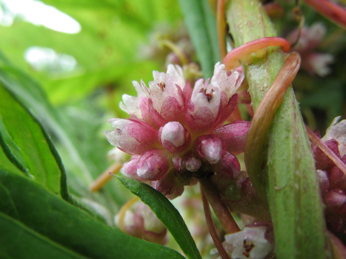 Cuscuta europaea, Greater Dodder