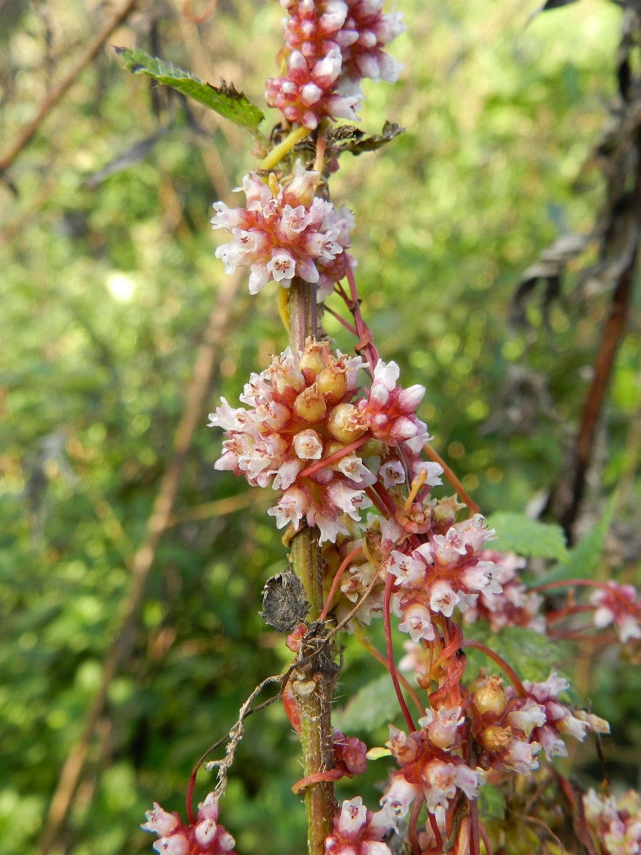 Cuscuta europaea, Greater Dodder