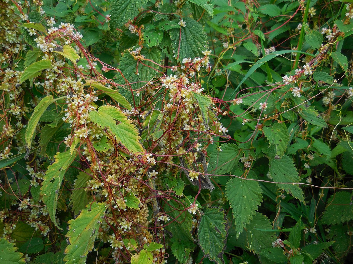 Cuscuta europaea, Greater Dodder