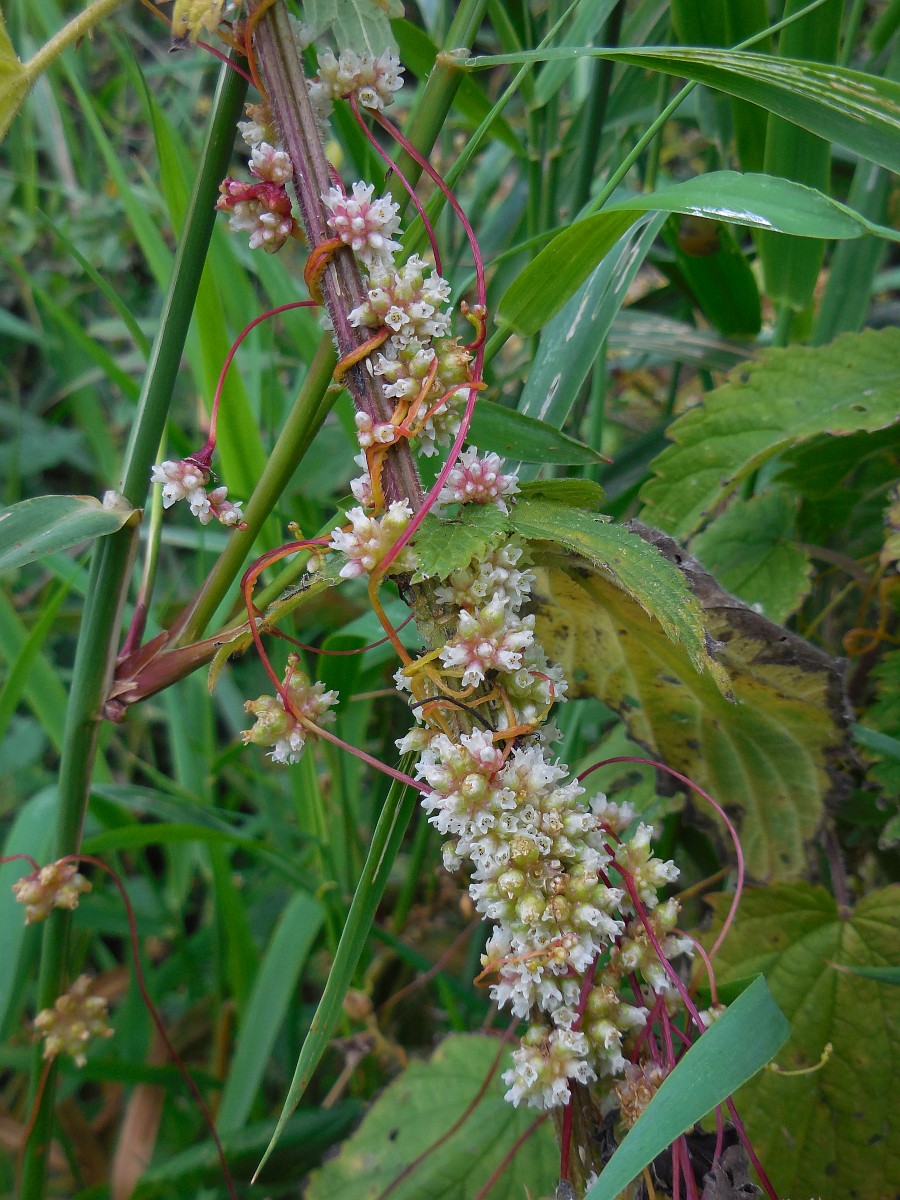 Cuscuta europaea, Greater Dodder