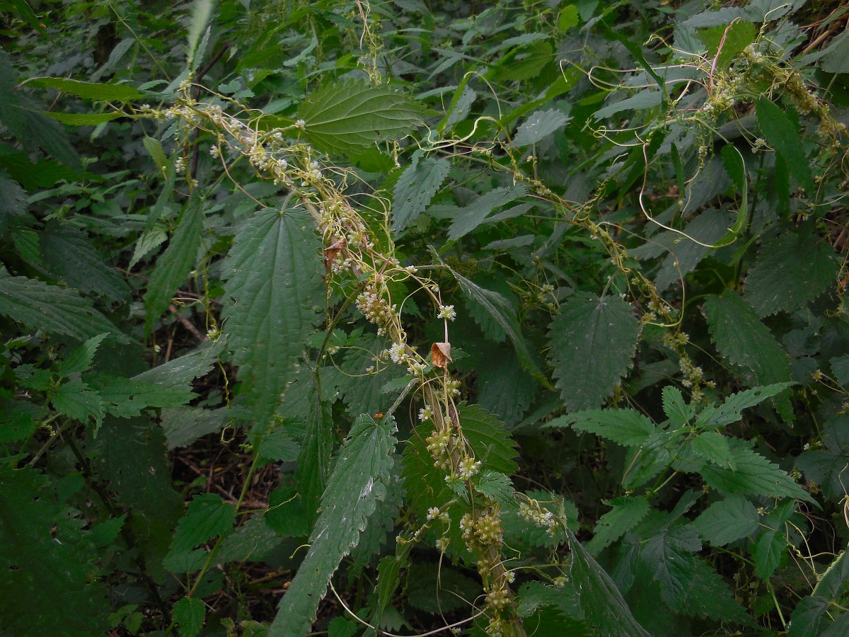 Cuscuta europaea, Greater Dodder