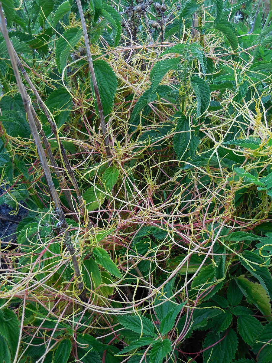 Cuscuta europaea, Greater Dodder