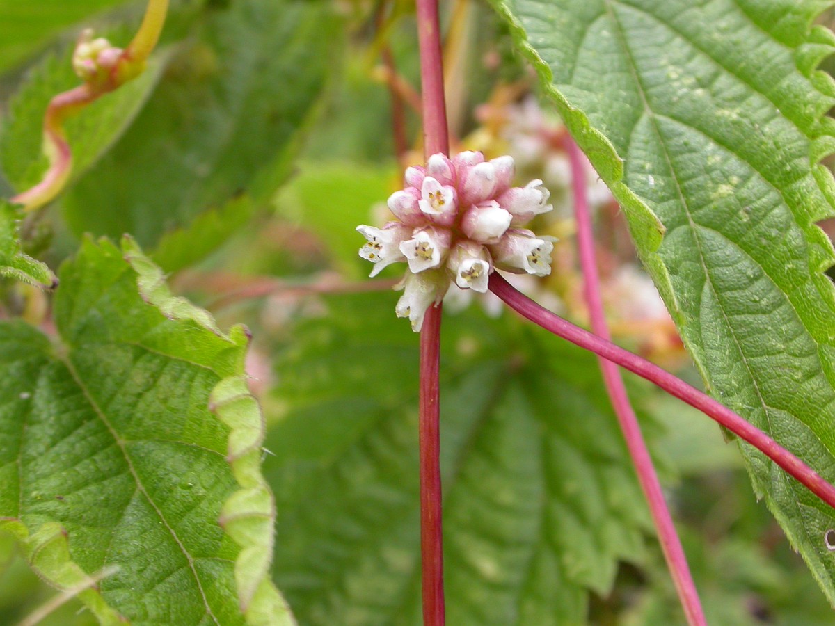 Cuscuta europaea, Greater Dodder
