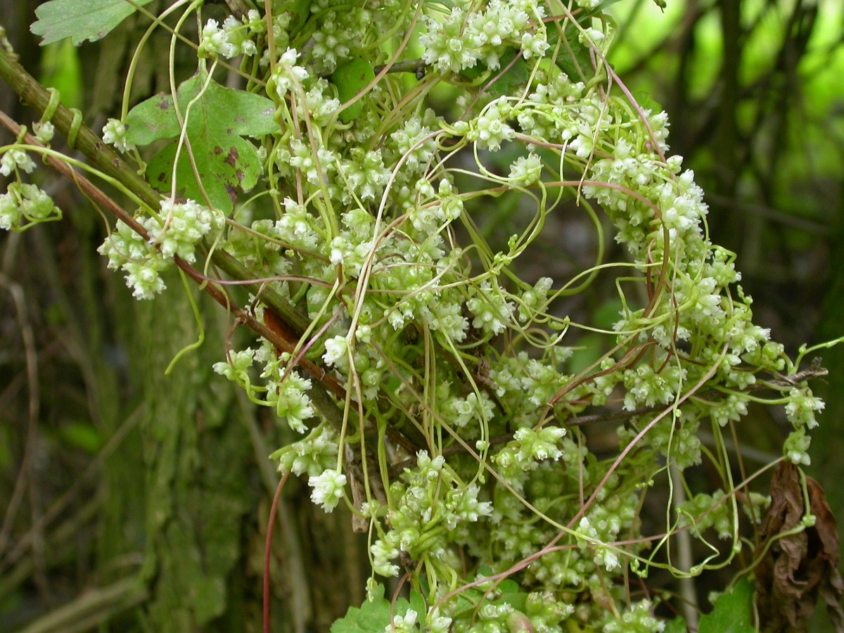 Cuscuta europaea, Greater Dodder