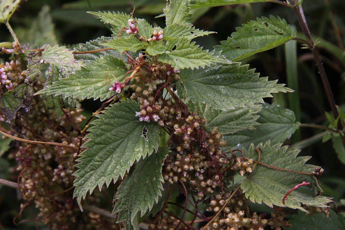 Cuscuta europaea, Greater Dodder
