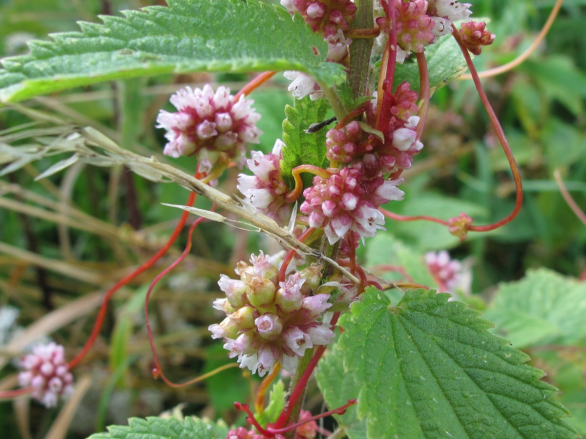 Cuscuta europaea, Greater Dodder