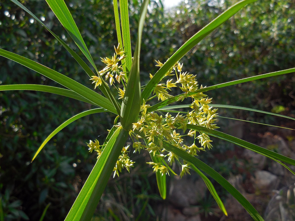 Cyperus alternifolius