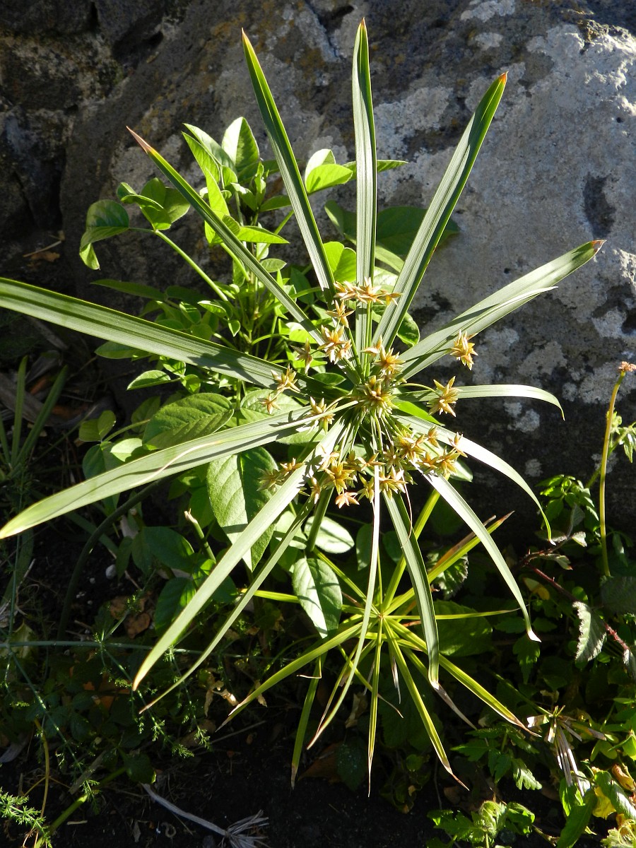 Cyperus rotundus