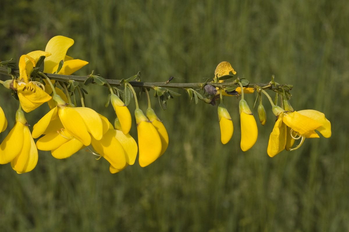 Cytisus scoparius, Broom