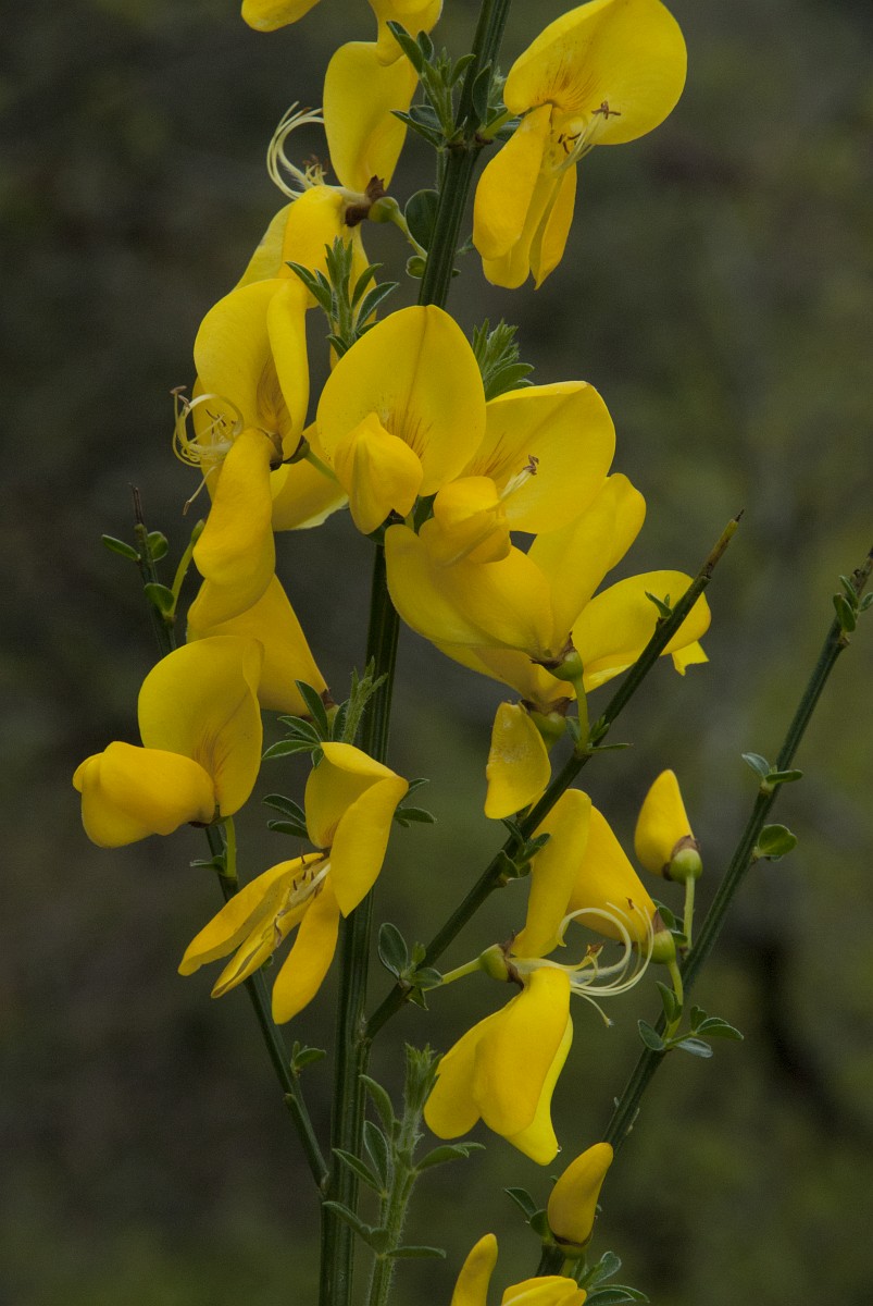 Cytisus scoparius, Broom