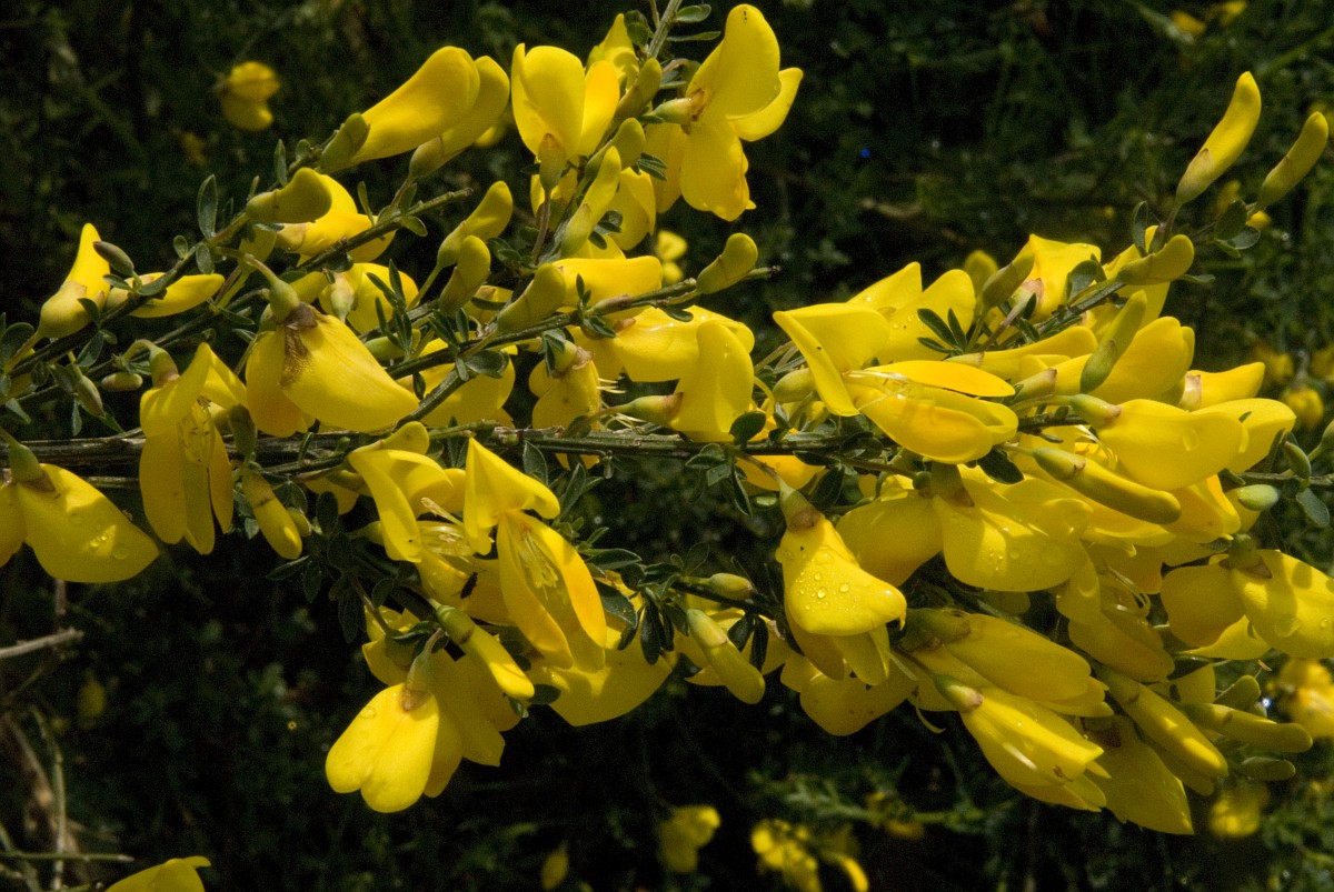 Cytisus scoparius, Broom