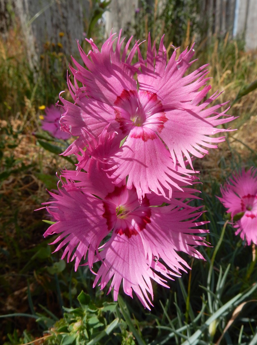 Dianthus plumeri