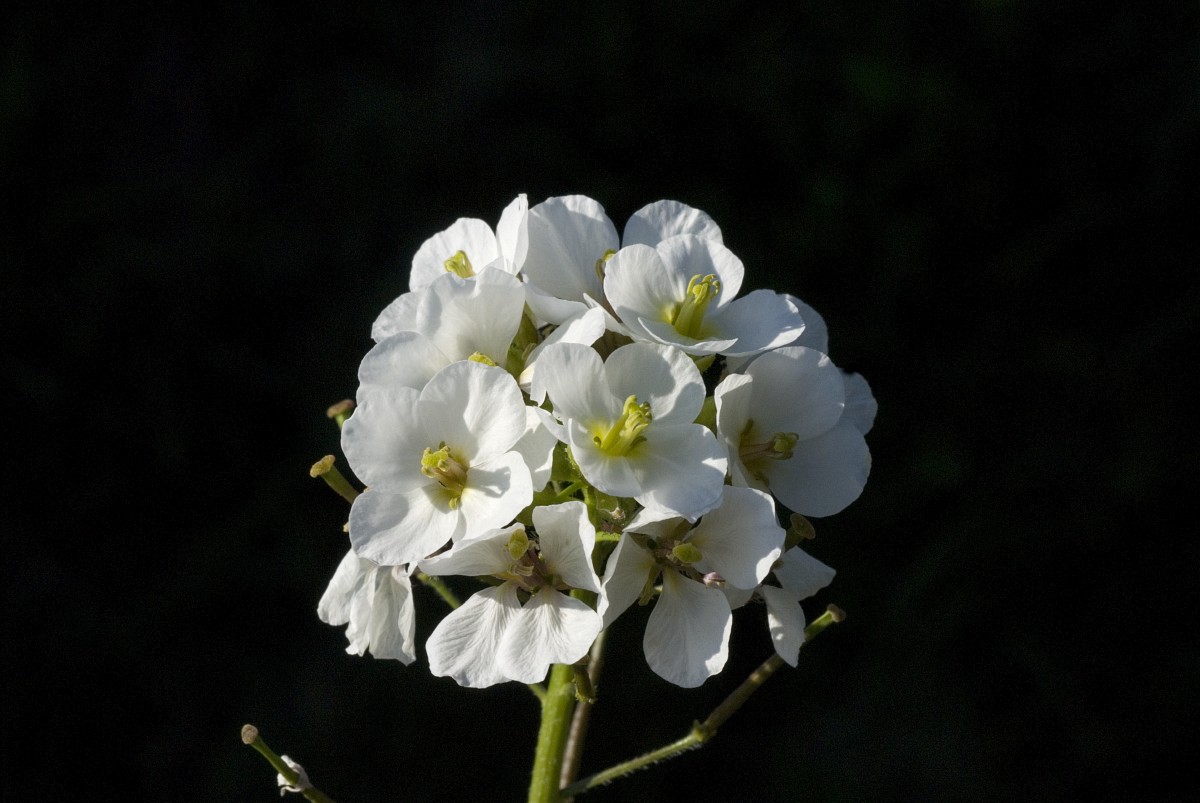 Diplotaxis erucoides, White Wall-rocket