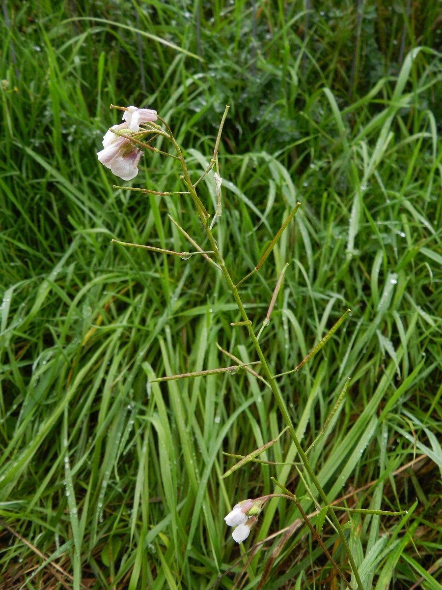 Diplotaxis erucoides, White Wall-rocket