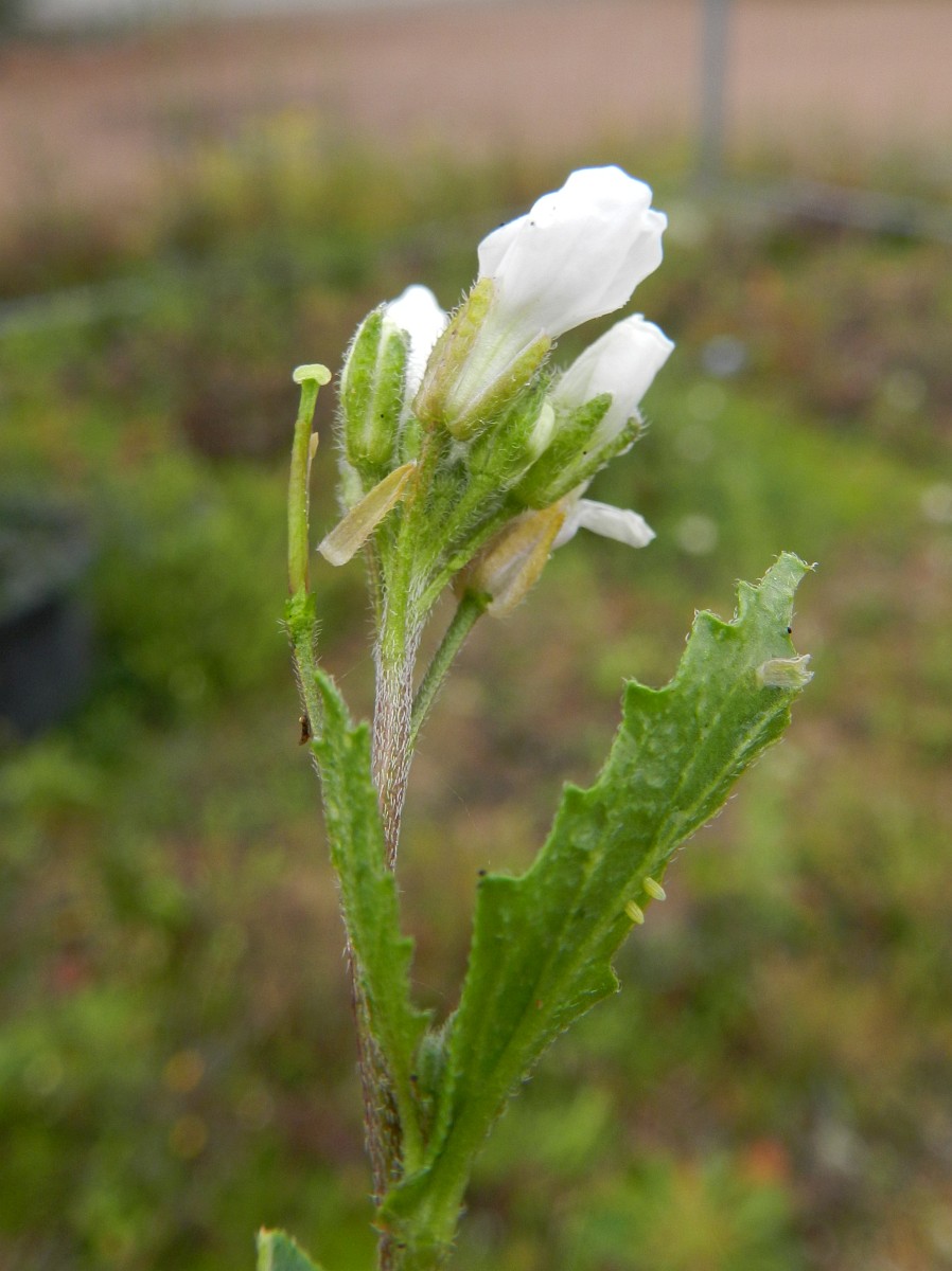 Diplotaxis erucoides, White Wall-rocket