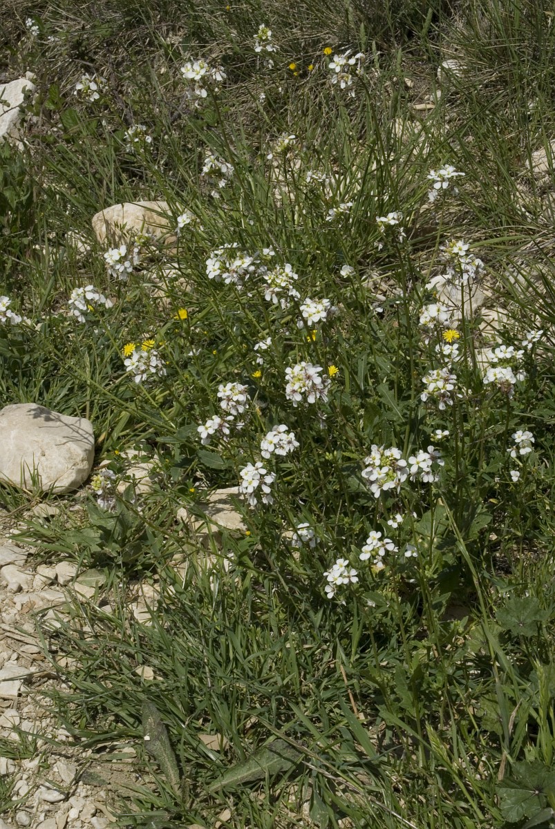 Diplotaxis erucoides, White Wall-rocket