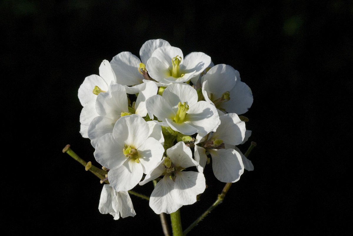 Diplotaxis erucoides, White Wall-rocket