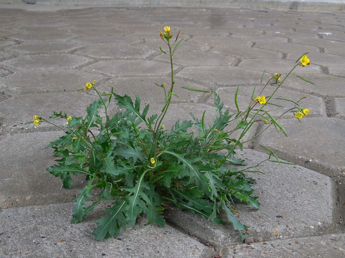 Diplotaxis muralis, Annual Wall-rocket