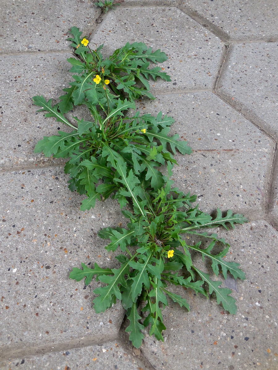 Diplotaxis muralis, Annual Wall-rocket