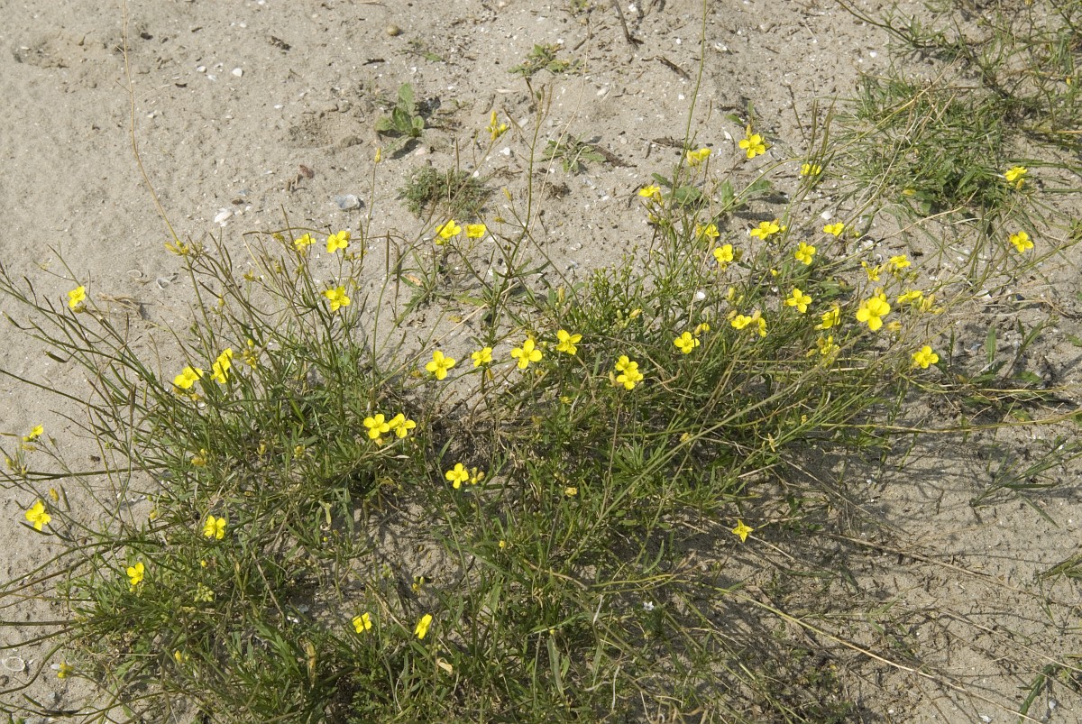 Diplotaxis muralis, Annual Wall-rocket