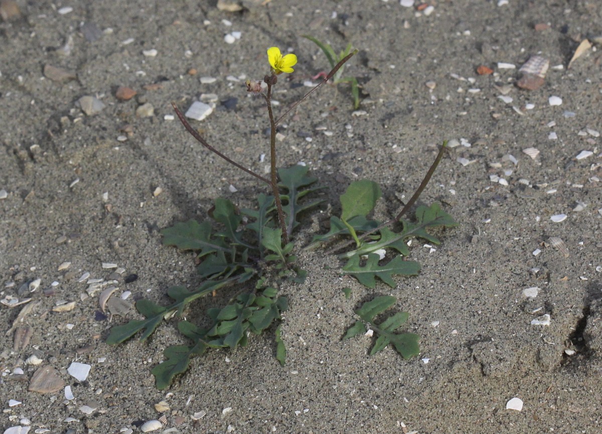 Diplotaxis muralis, Annual Wall-rocket