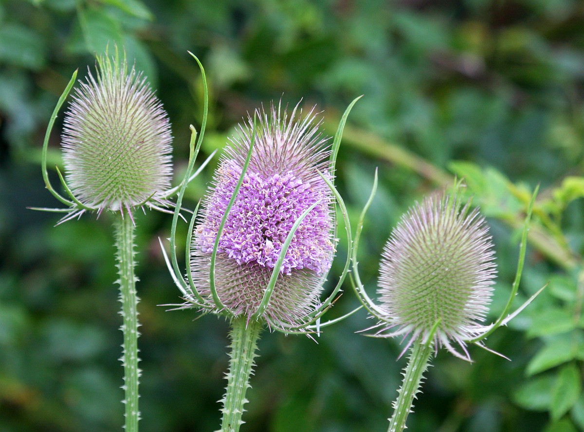 Dipsacus fullonum, Fuller's Teasel