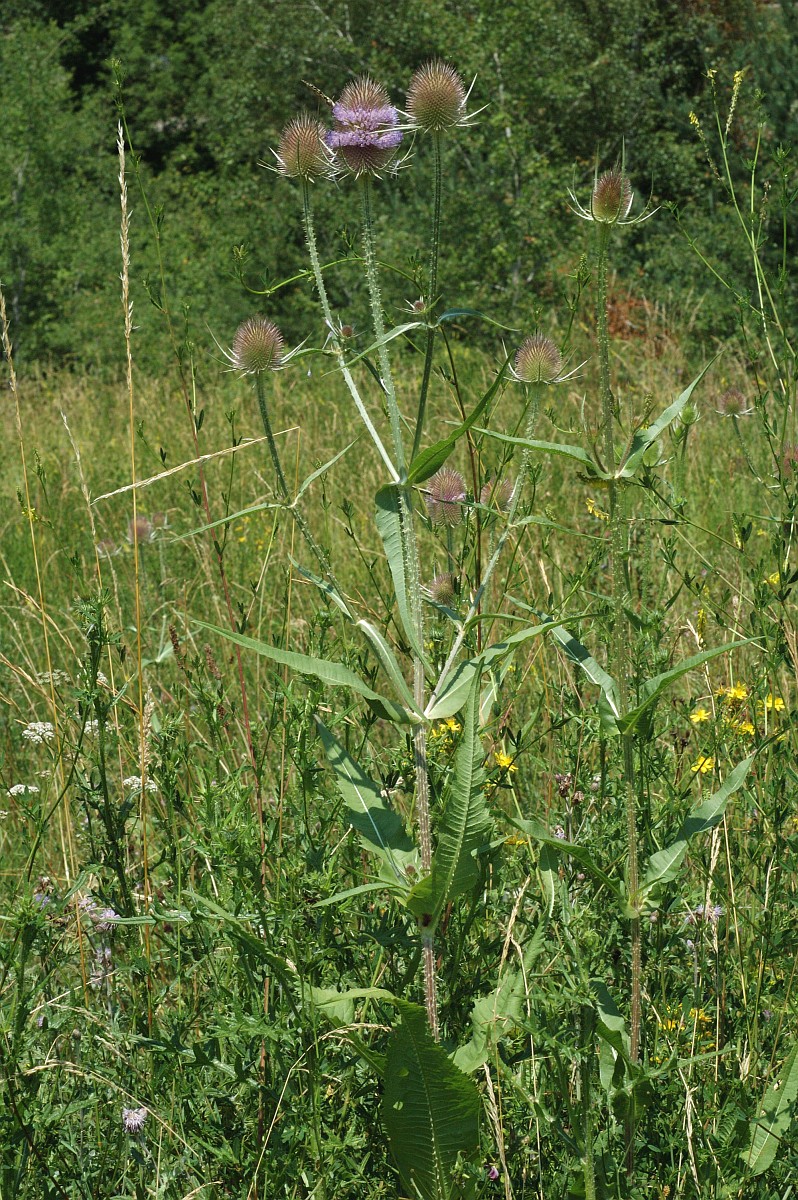 Dipsacus fullonum, Fuller's Teasel