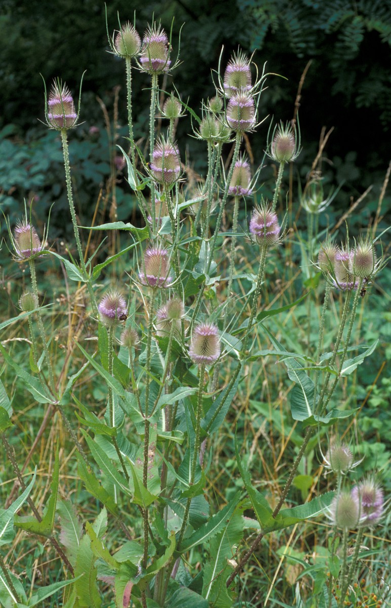 Dipsacus fullonum, Fuller's Teasel