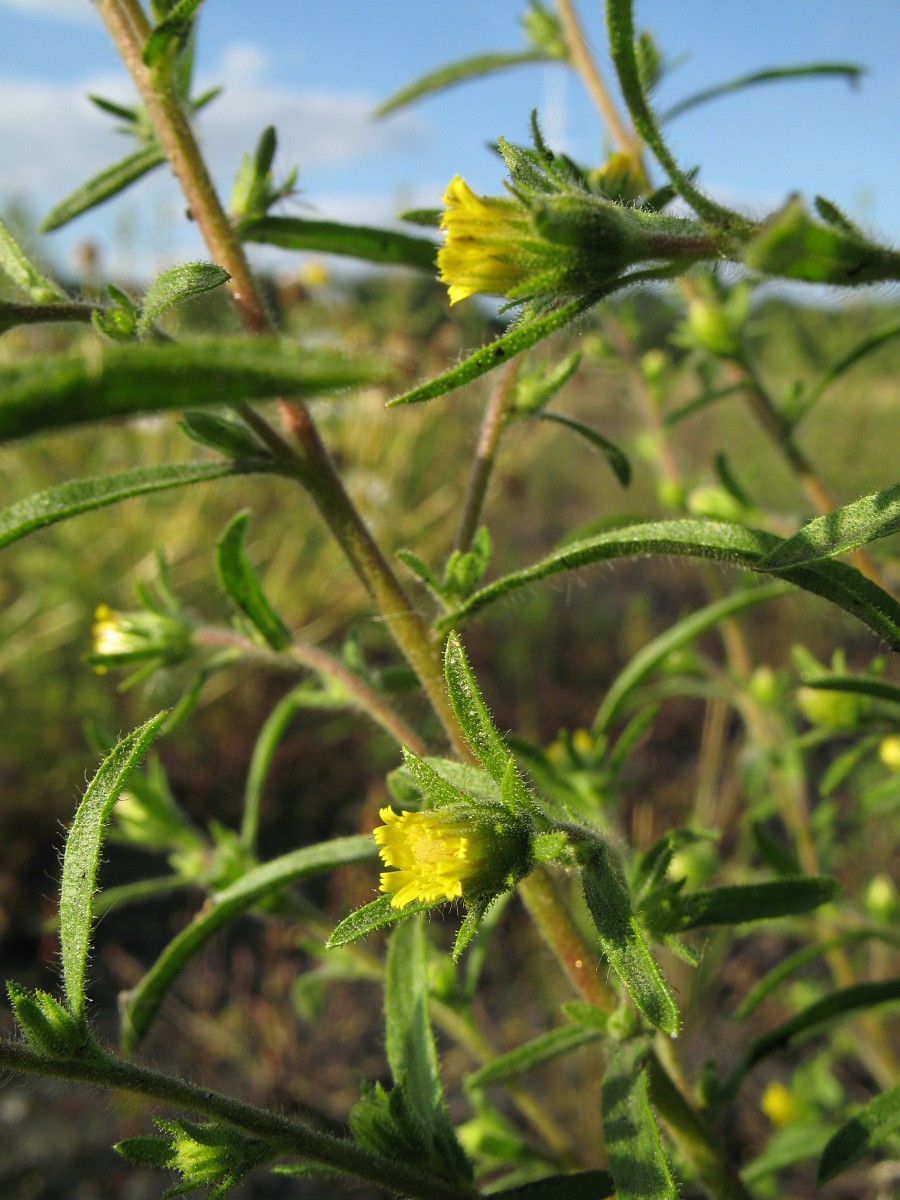 Dittrichia graveolens