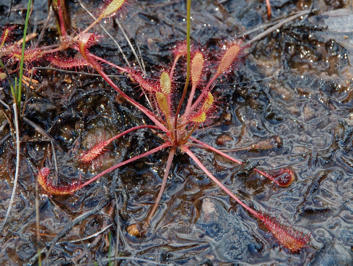 Drosera anglica, Great Sundew