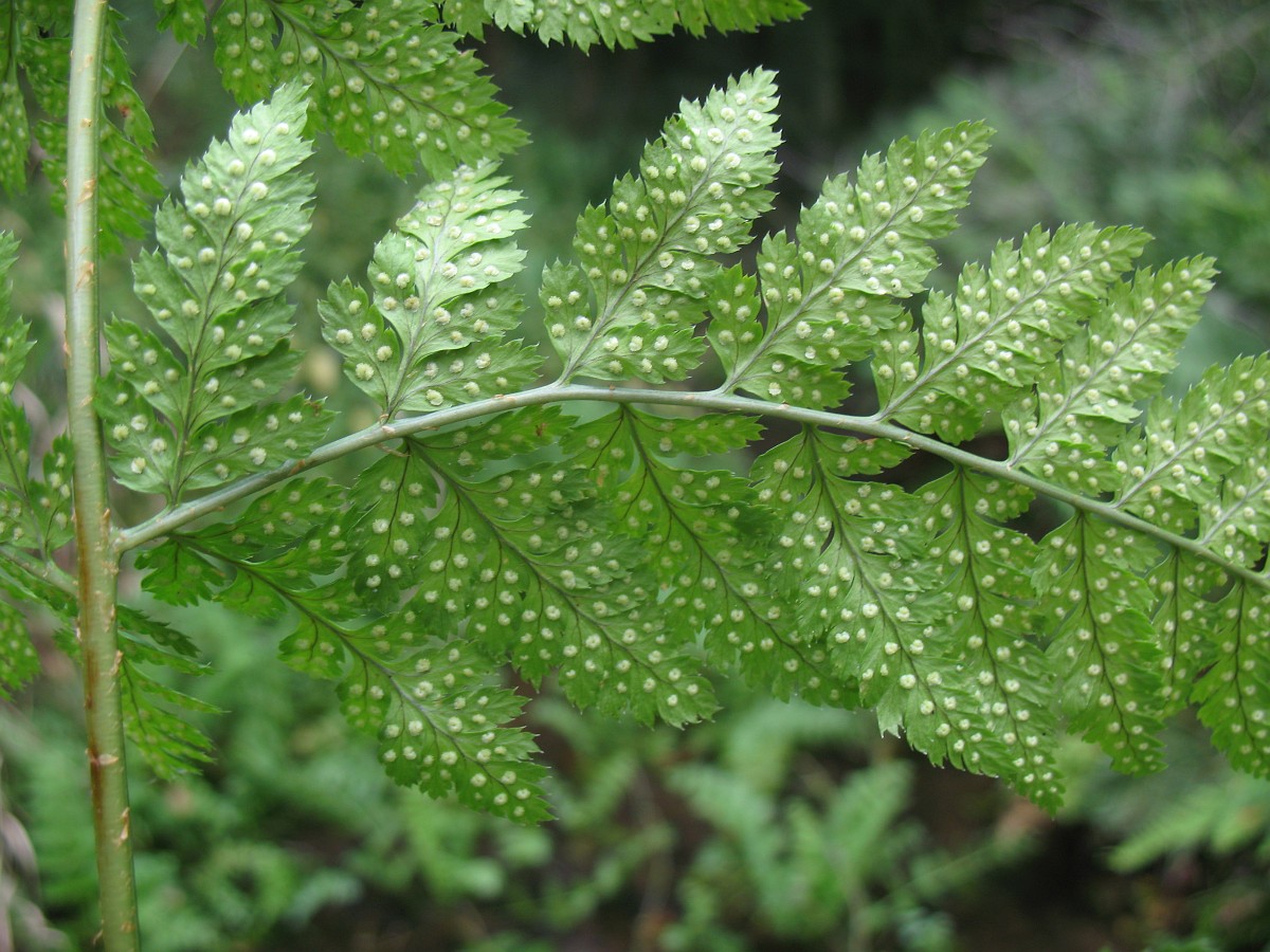 Dryopteris carthusiana, Spinulose Wood Fern