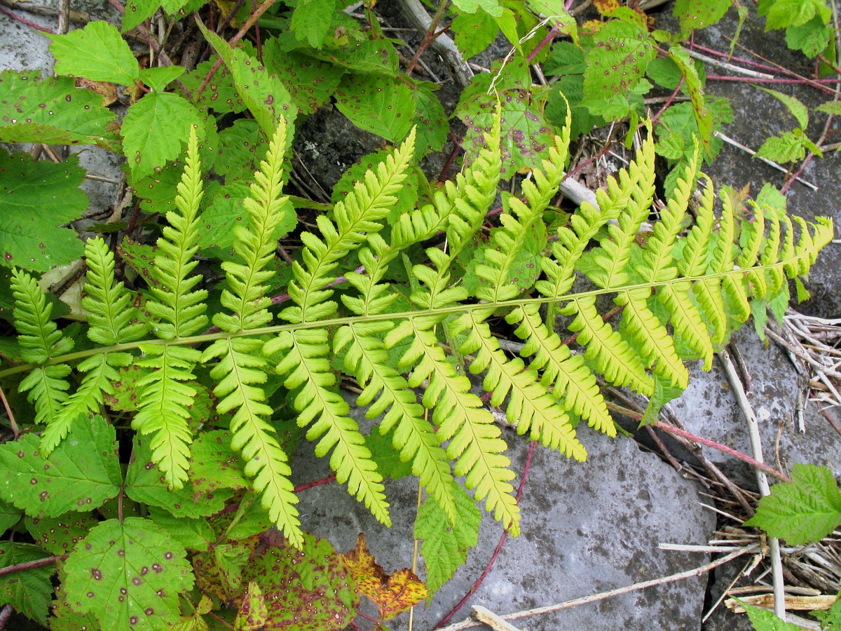 Dryopteris filix-mas, Male Fern