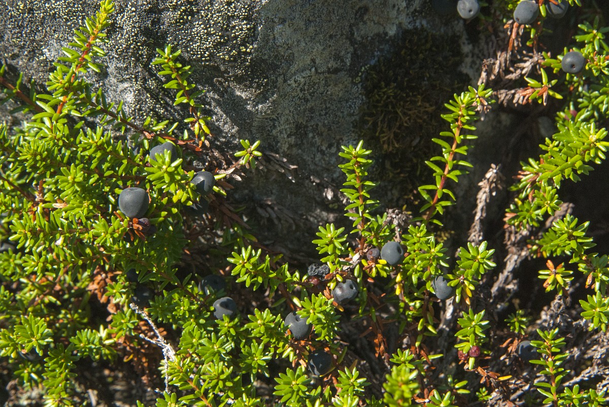 Empetrum nigrum, Crowberry