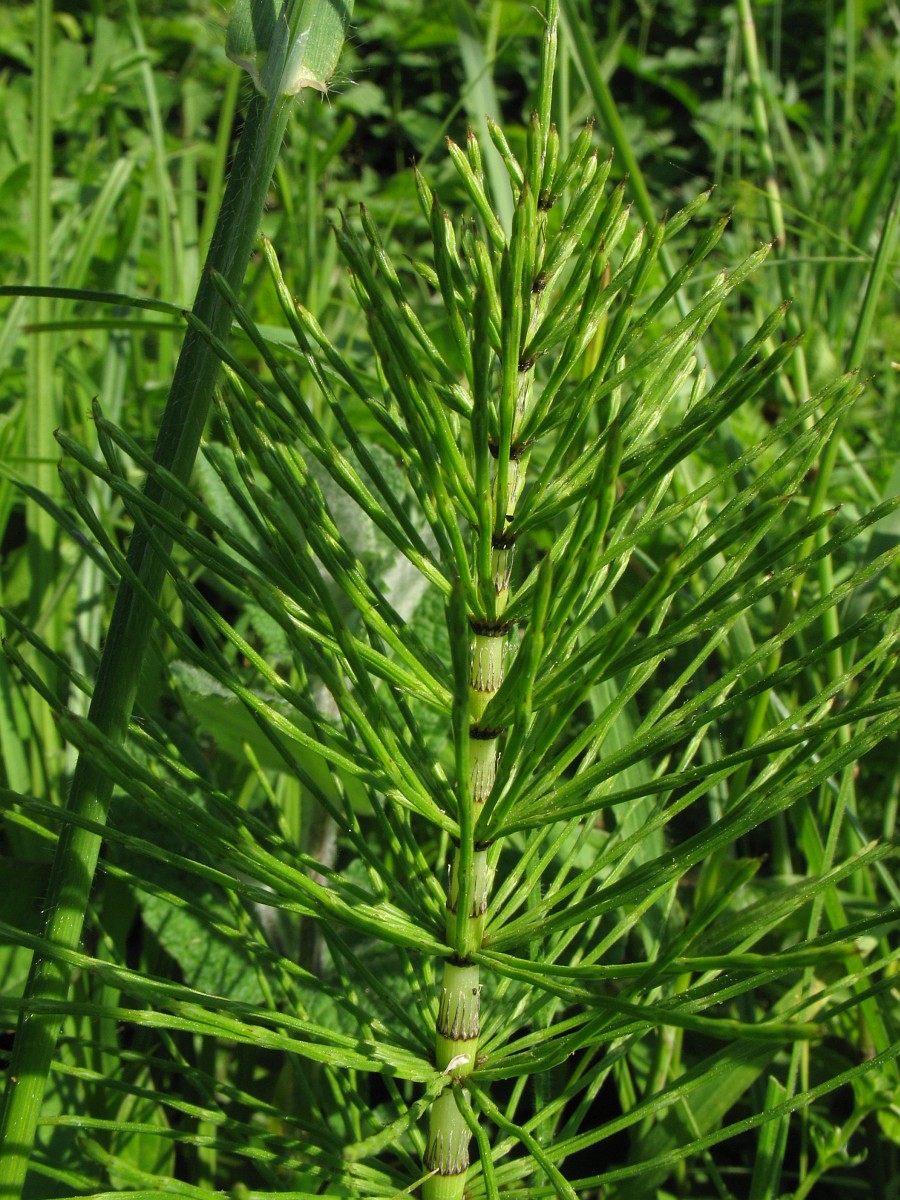 Equisetum telmateia, Great Horsetail