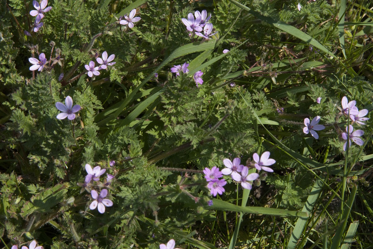 Erodium cicutarium, Common Stork's-bill
