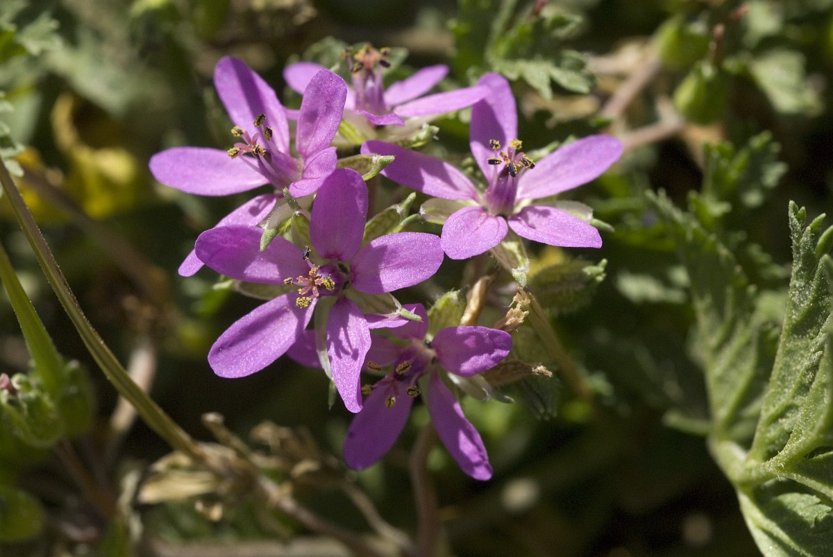 Erodium cicutarium, Common Stork's-bill