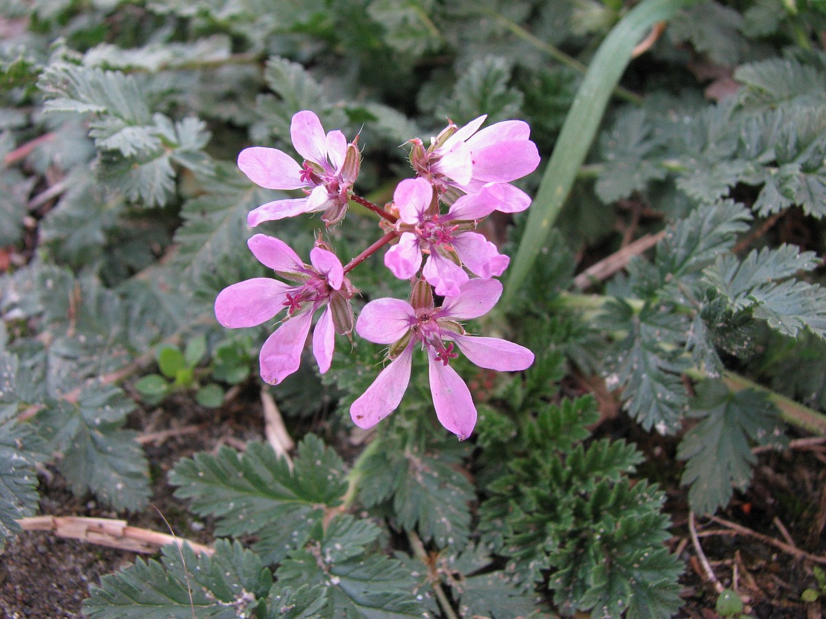 Erodium cicutarium, Common Stork's-bill