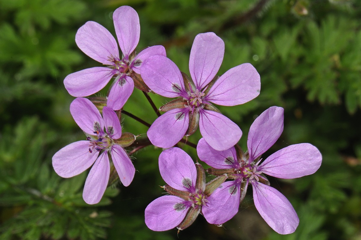 Erodium cicutarium, Common Stork's-bill