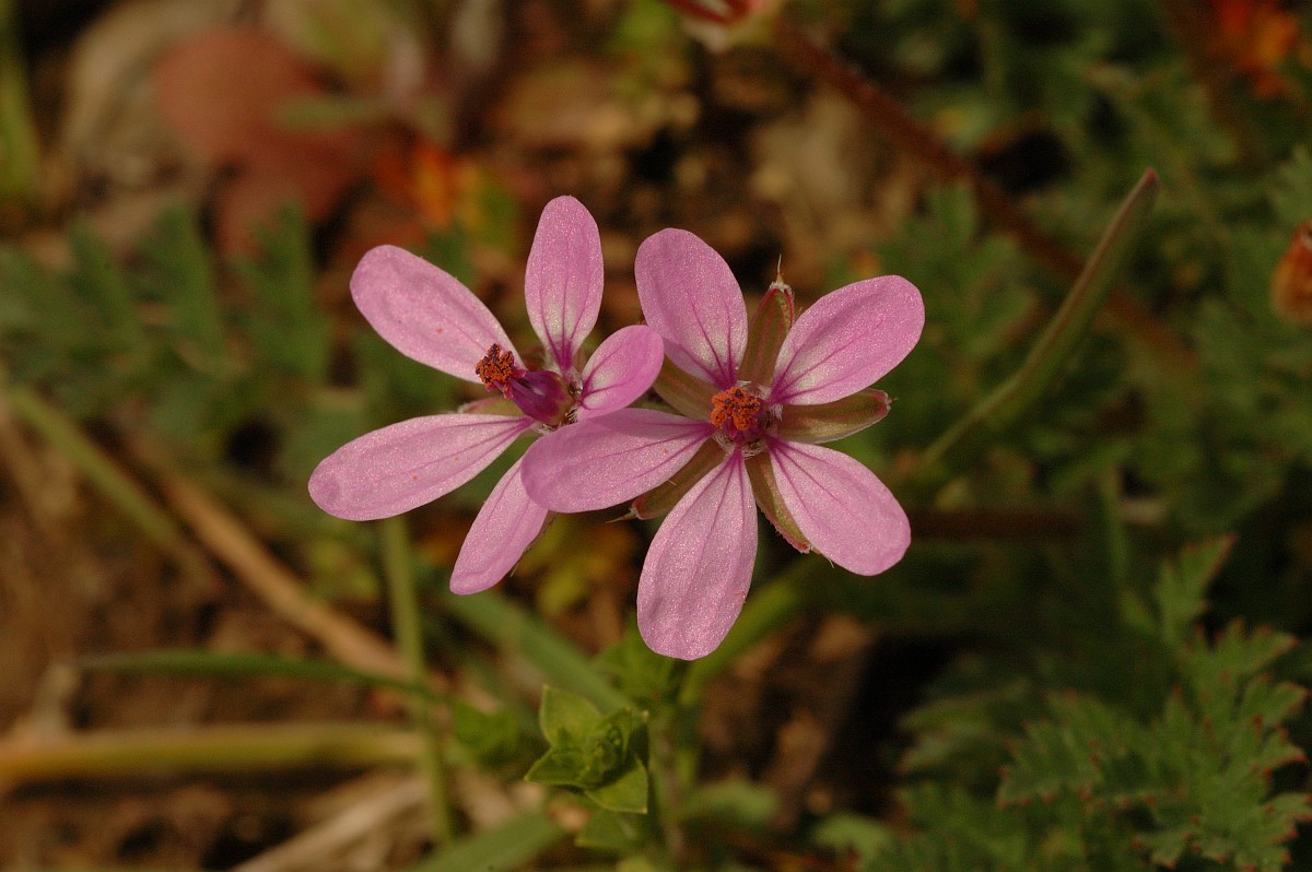 Erodium cicutarium, Common Stork's-bill