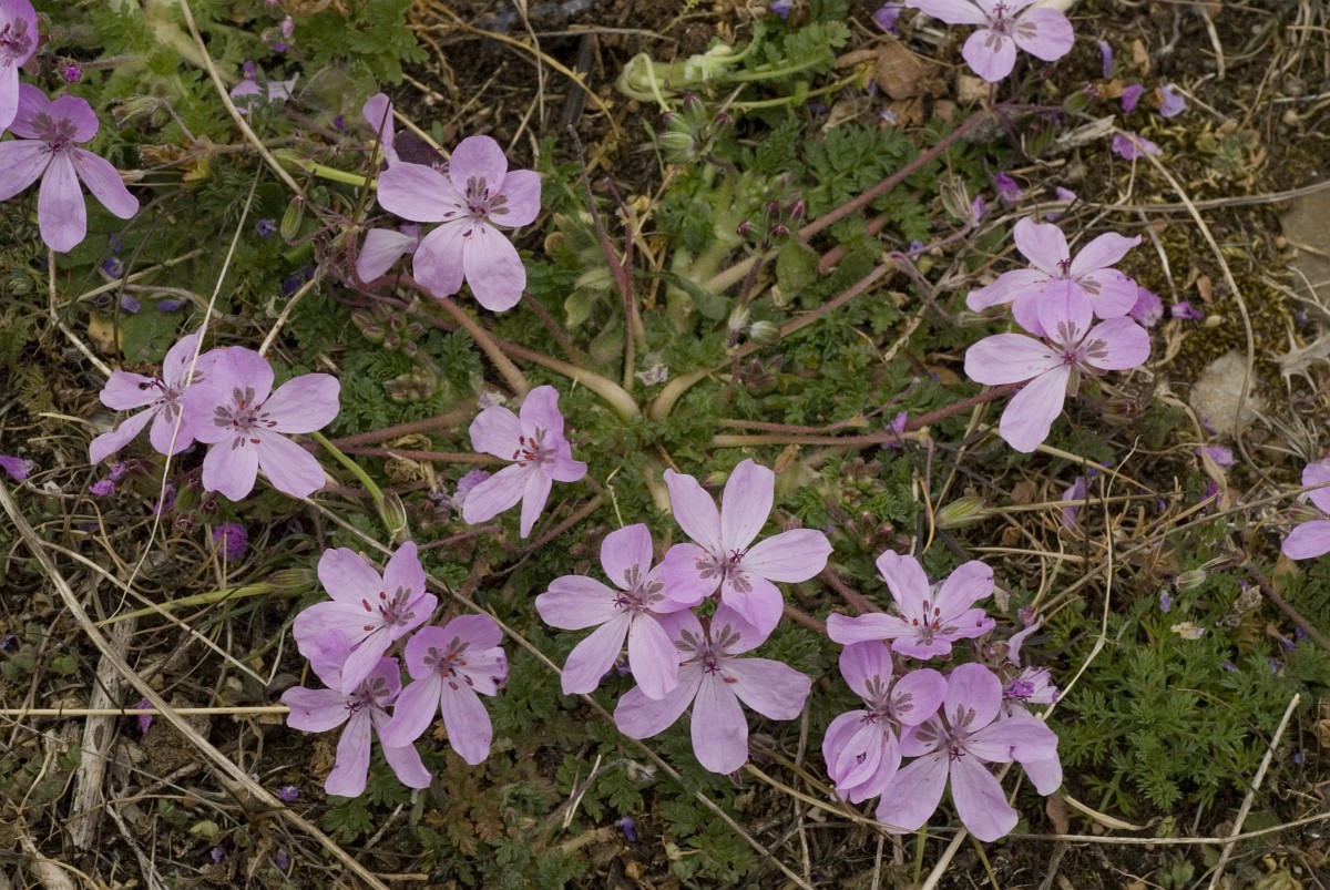 Erodium cicutarium, Common Stork's-bill