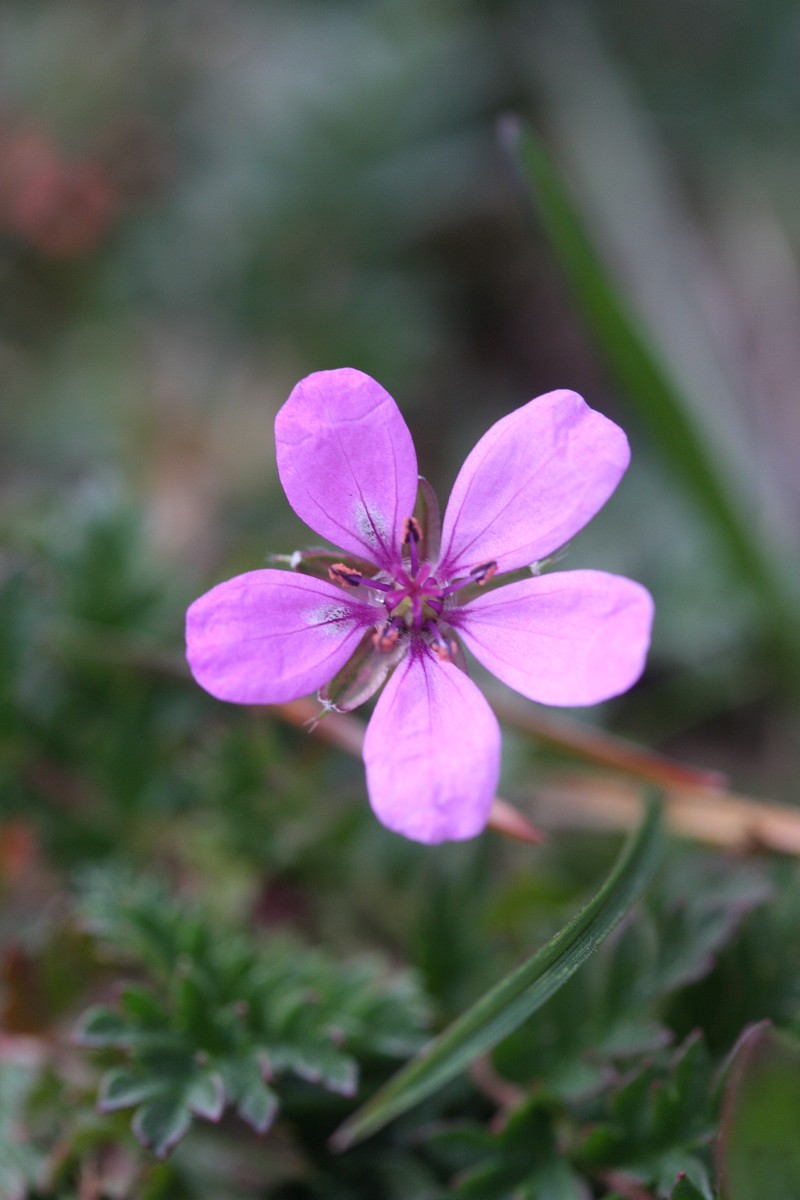 Erodium cicutarium, Common Stork's-bill
