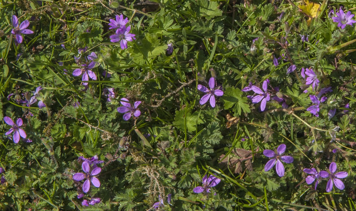 Erodium cicutarium, Common Stork's-bill