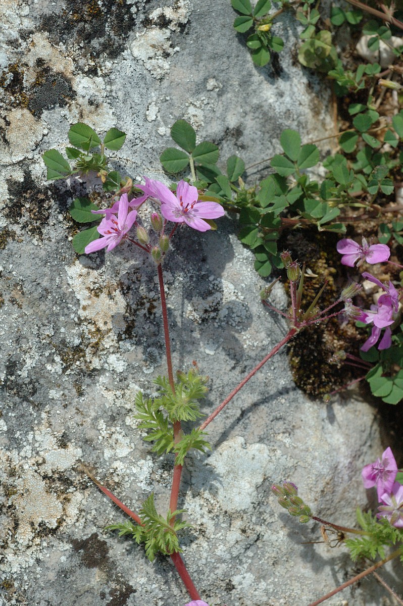 Erodium cicutarium, Common Stork's-bill